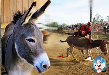 A 20-mile donkey race